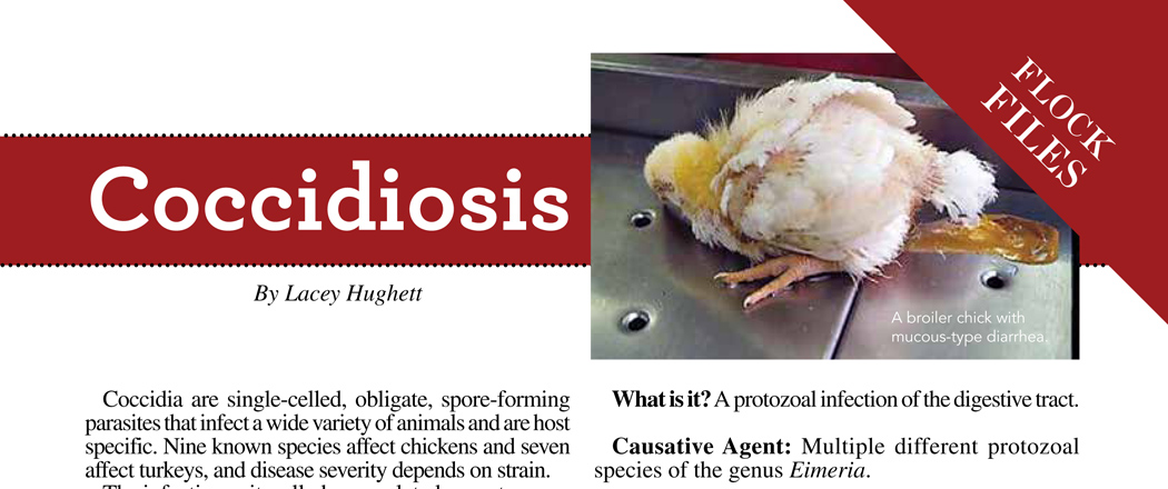 Coccidiosis - Backyard Poultry